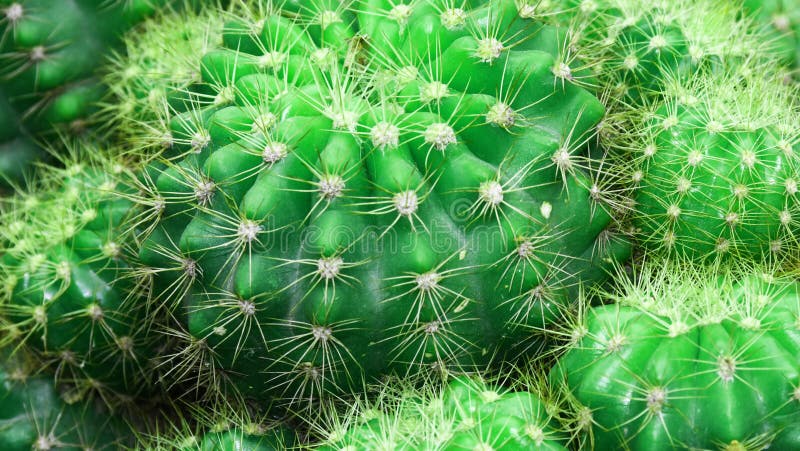 Cacto Verde Com Fundo De Cacto Espinho Agudo Foto de Stock - Imagem de ...
