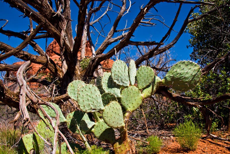 Cactus y árbol muerto imagen de archivo. Imagen de planta - 35233819