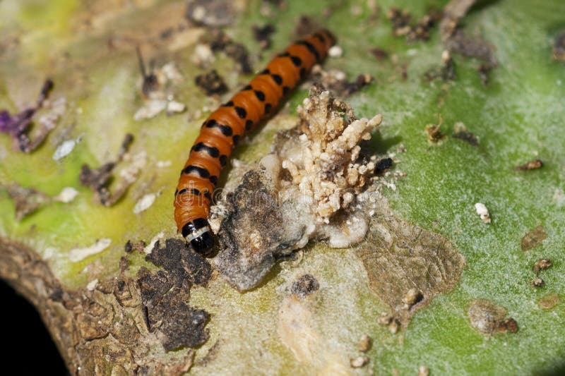 Cactoblastis Cactorum Larvae on Prickly Pear Stock Photo - Image of ...