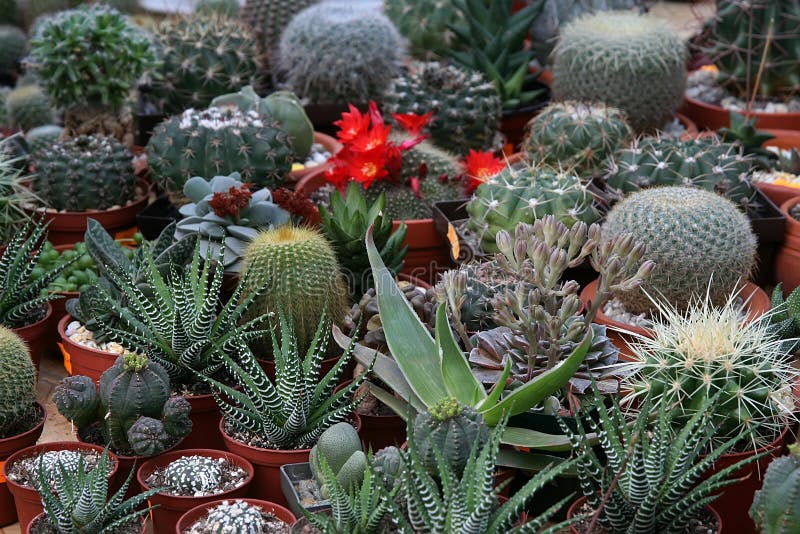 Cactos foto de stock. Imagem de cacto, cactos, planta - 8495874