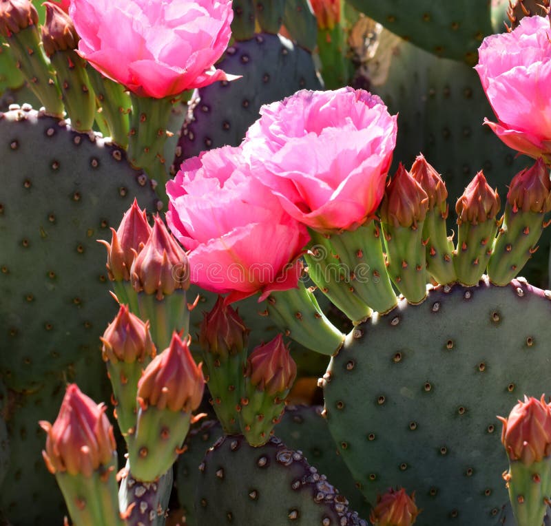 Flor Cor-de-rosa Dos Cactos Imagem de Stock - Imagem de rosa, spiny ...