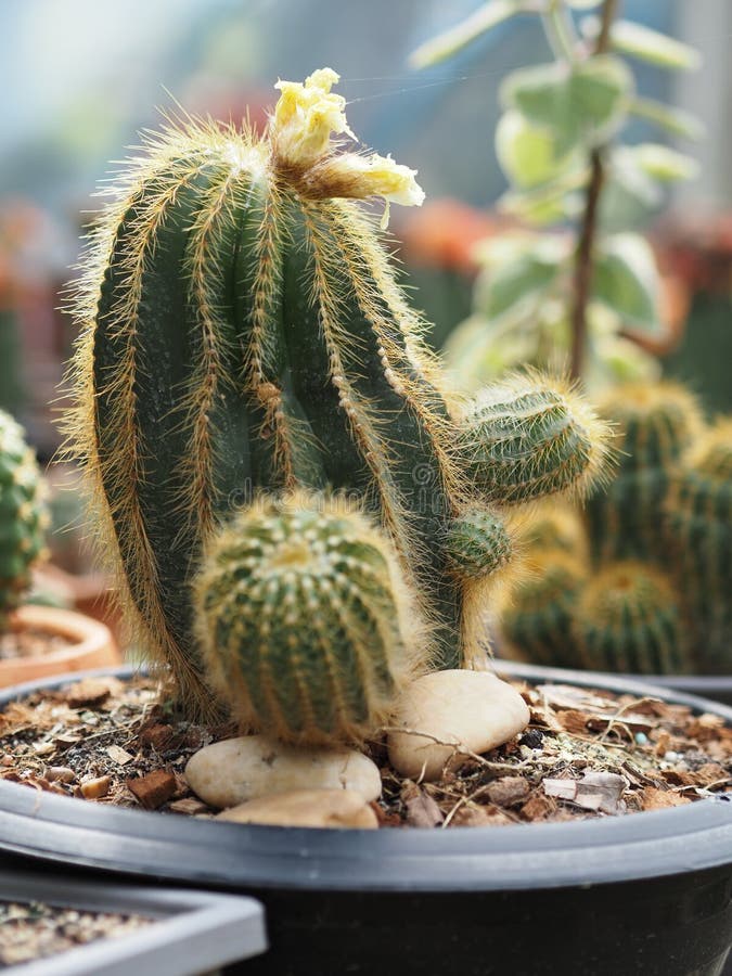 Cactusâ€‹ Plants Garden stock image. Image of tree, nature - 202177429