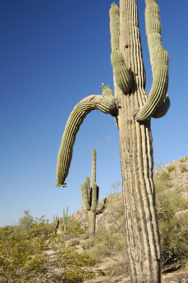Woestijncactus 1 stock foto. Image of flora, nave, stekels - 744924