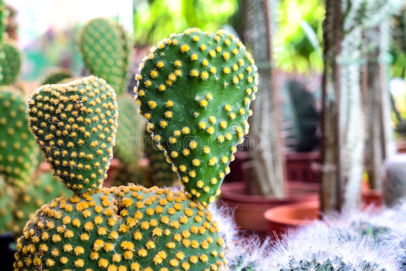 Cactus photo stock. Image du rouge, multiples, centrale - 102773686