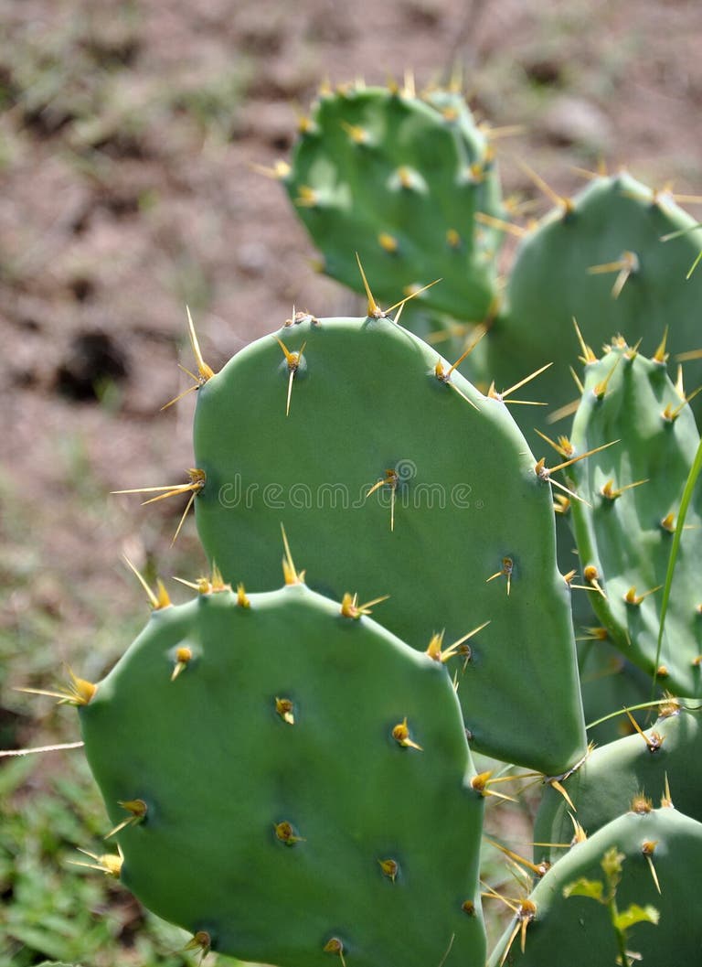1,165 Fat Cactus Stock Photos - Free & Royalty-Free Stock Photos from ...
