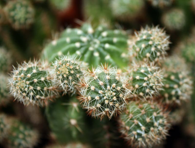 Cactus stock photo. Image of home, picky, plant, green - 11491190
