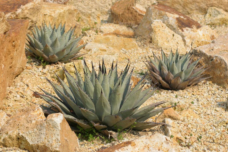 Aloe vera plant stock photo. Image of single, medicinal - 9007252