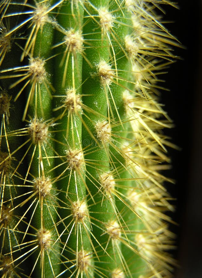 Cactus stock image. Image of house, hurt, gardening, threatening - 115425