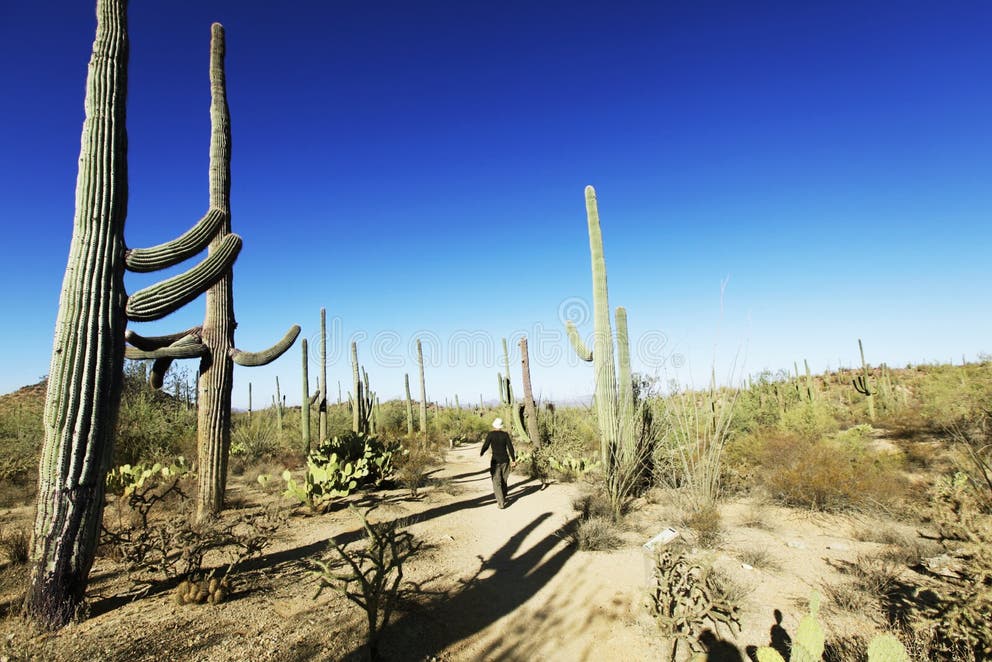 Cactus stock image. Image of flowers, nature, nevada - 12047787