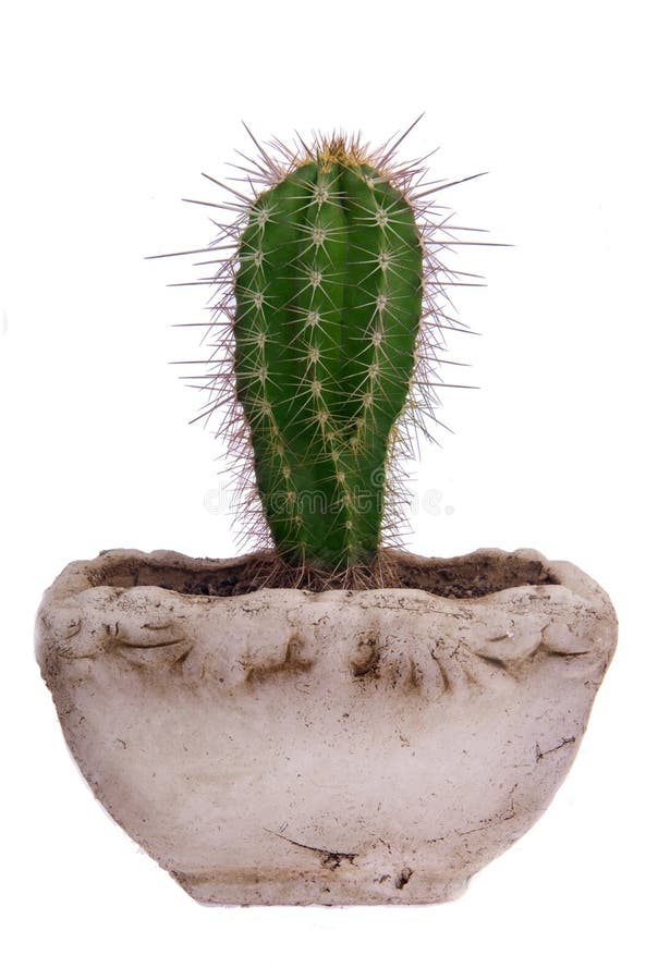 Cactus stock image. Image of isolated, plant, water, wild - 12470181