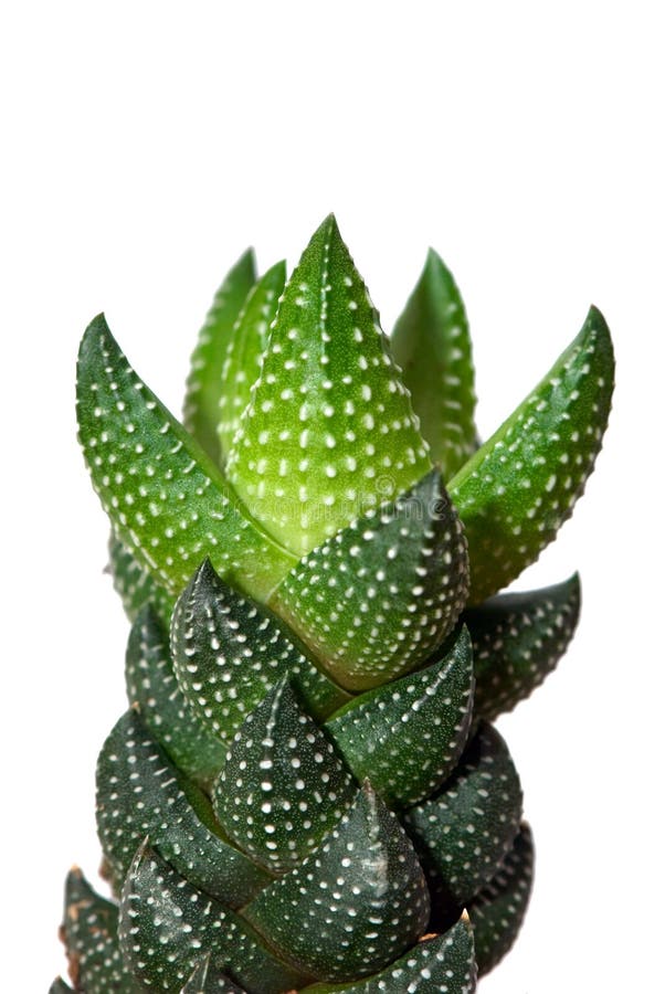 Cactus stock image. Image of cactus, vegetable, botany - 139163