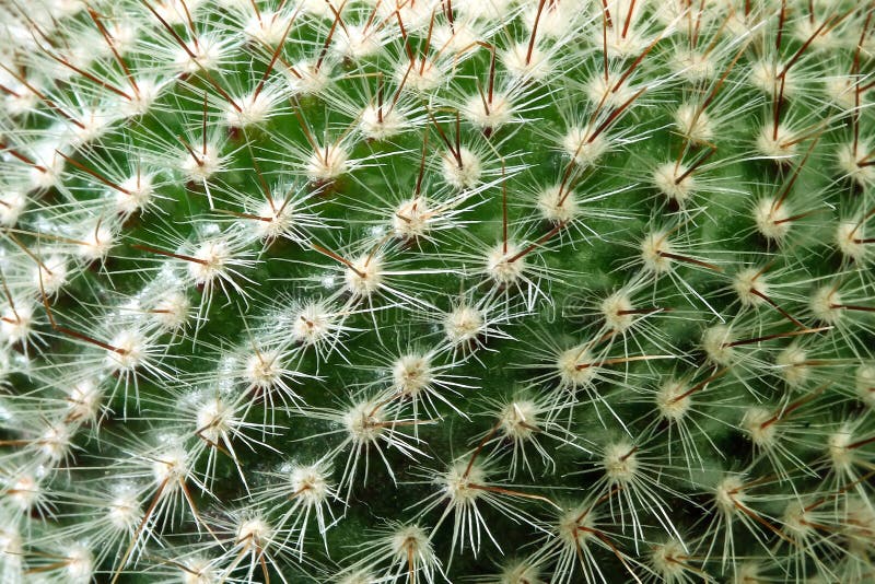 Cactus stock image. Image of painful, botany, subtropical - 12706955