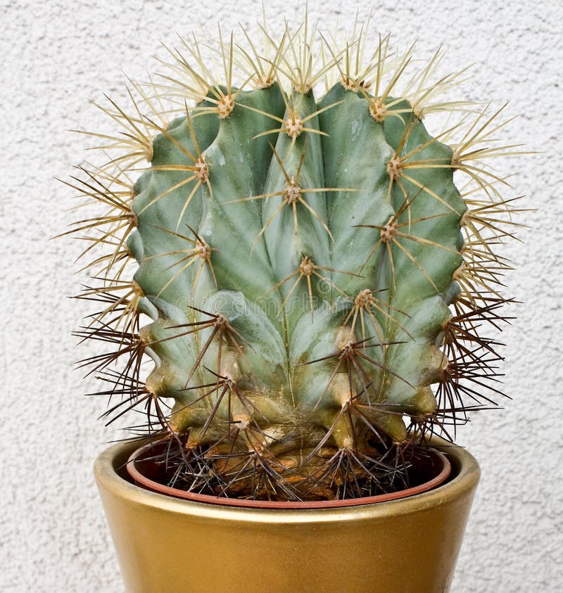 Single Cactus Arizona Desert Stock Images - Download 179 Royalty Free ...