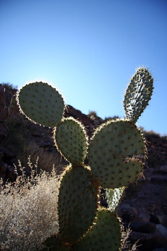 Cactus stock photo. Image of contrast, arid, thorn, southwest - 12739484