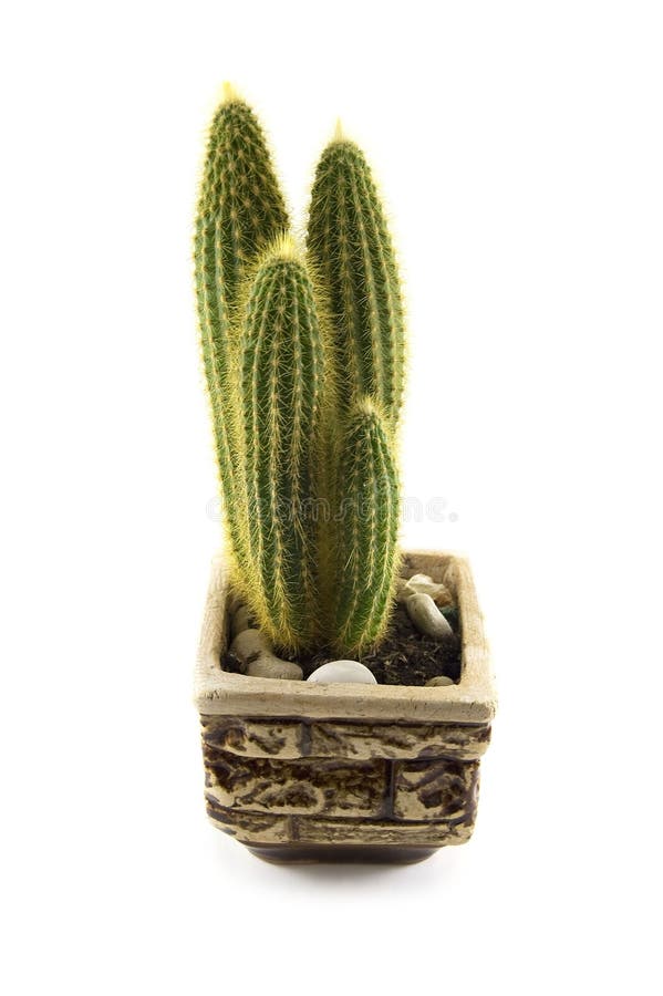 Lone Cactus stock photo. Image of plant, teracotta, cactus - 3406