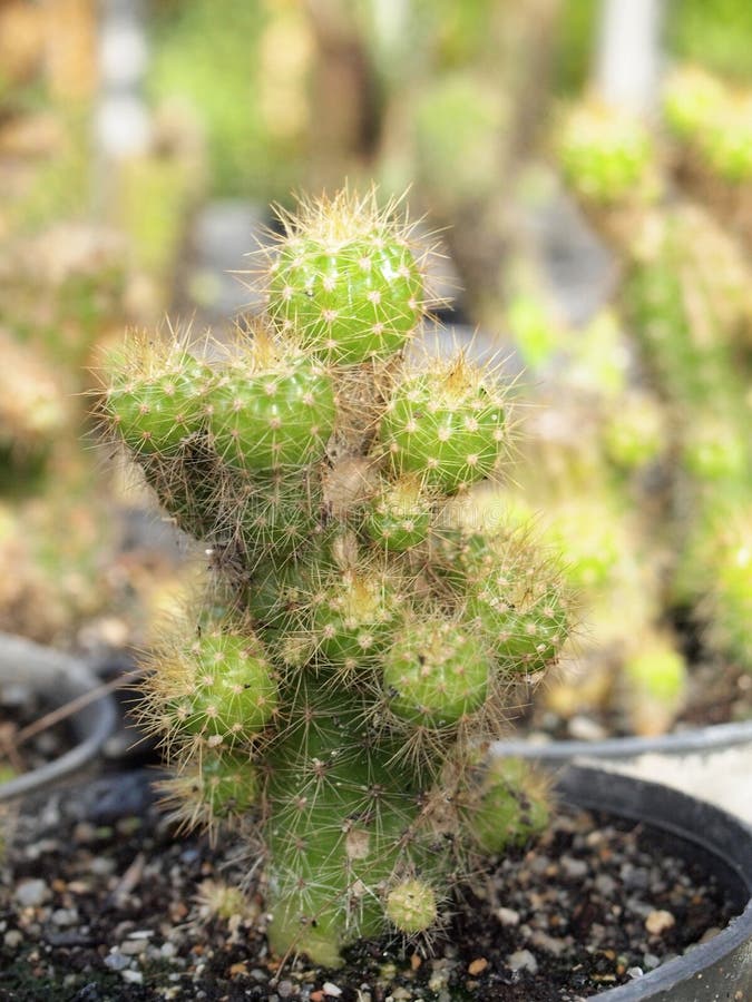 Cactus stock image. Image of danger, cacti, color, desert - 142752109