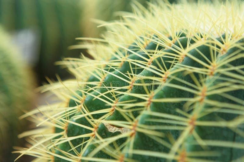 Cactus stock image. Image of elegant, botanical, fresh - 15493765