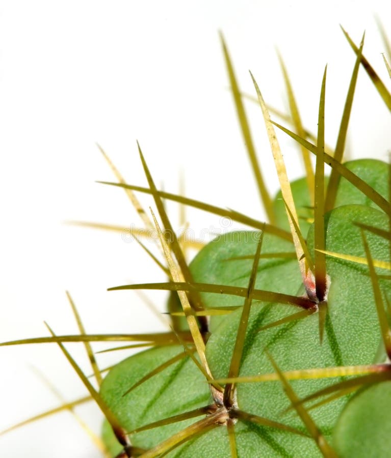 Cactus stock image. Image of plant, botany, cacti, green - 1827715