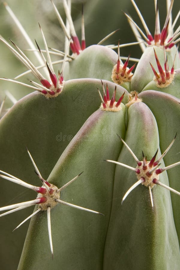 Desert Yucca plant stock photo. Image of flora, mexico - 225918