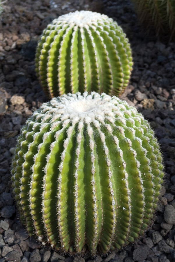 Cactus stock photo. Image of garden, gardening, shape - 19264914