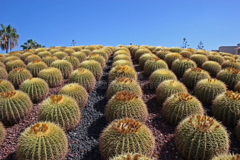 Cactus 2 stock image. Image of garden, succulent, cactus - 759755