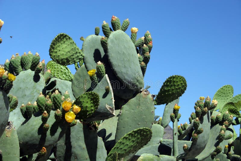 Cactus 2 stock photo. Image of cactuses, nature, flesby - 9286864