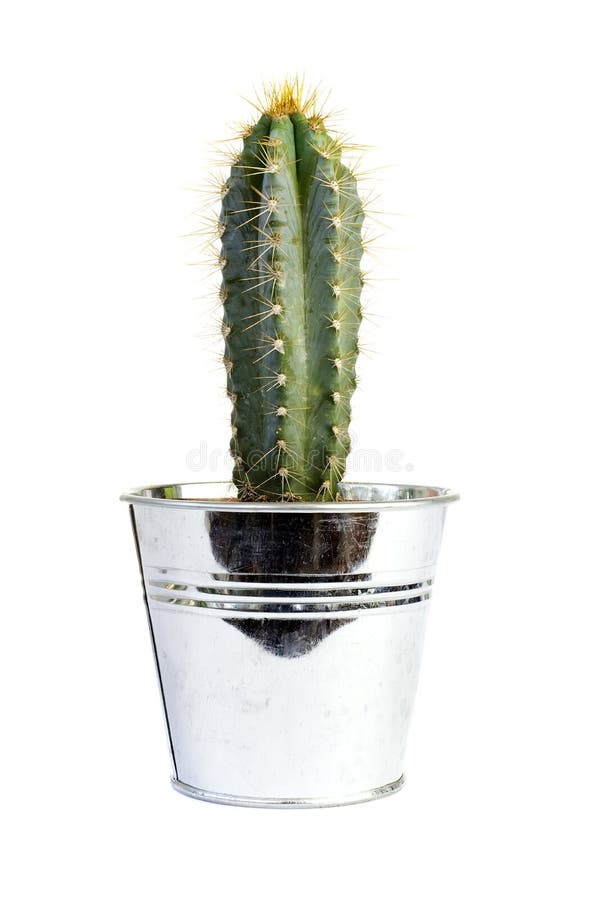 Cactus. stock photo. Image of houseplant, single, cactus - 22740346