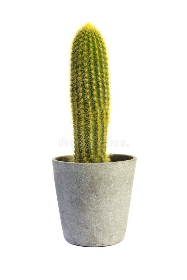 Cactus. stock photo. Image of houseplant, single, cactus - 22740346