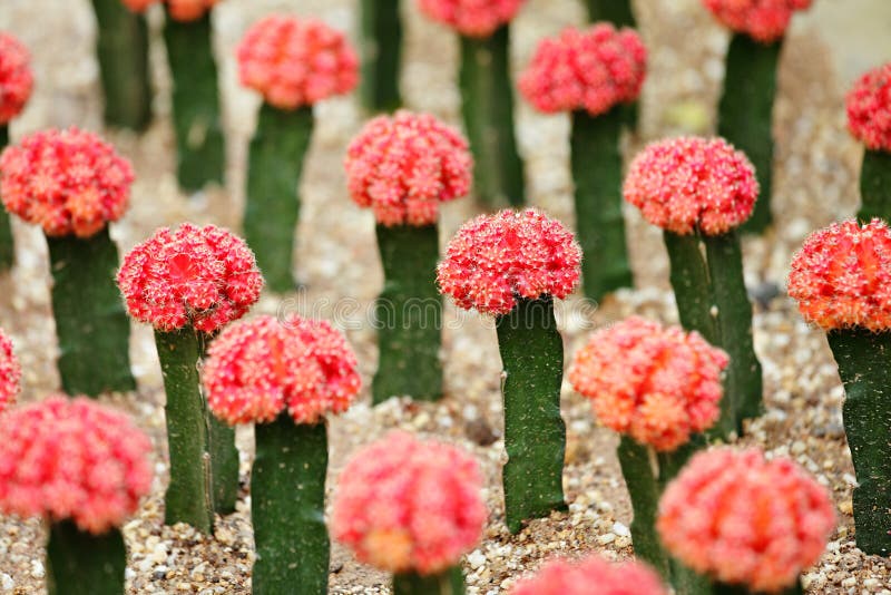 Cactus stock image. Image of gardening, mexico, prickly - 22833051