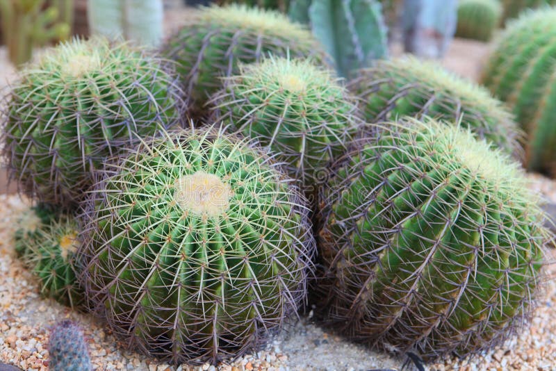 Cactus in circle shape stock image. Image of bigger - 103547573