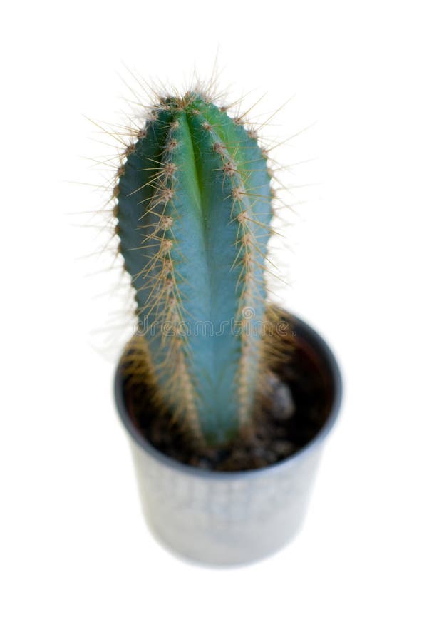 Lone Cactus stock photo. Image of plant, teracotta, cactus - 3406