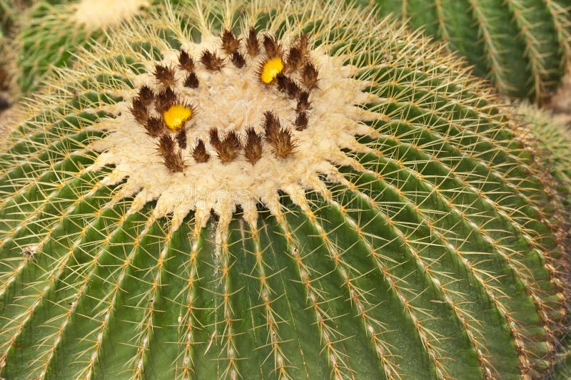Cactus stock image. Image of natural, sharp, cactus, thorn - 24994657