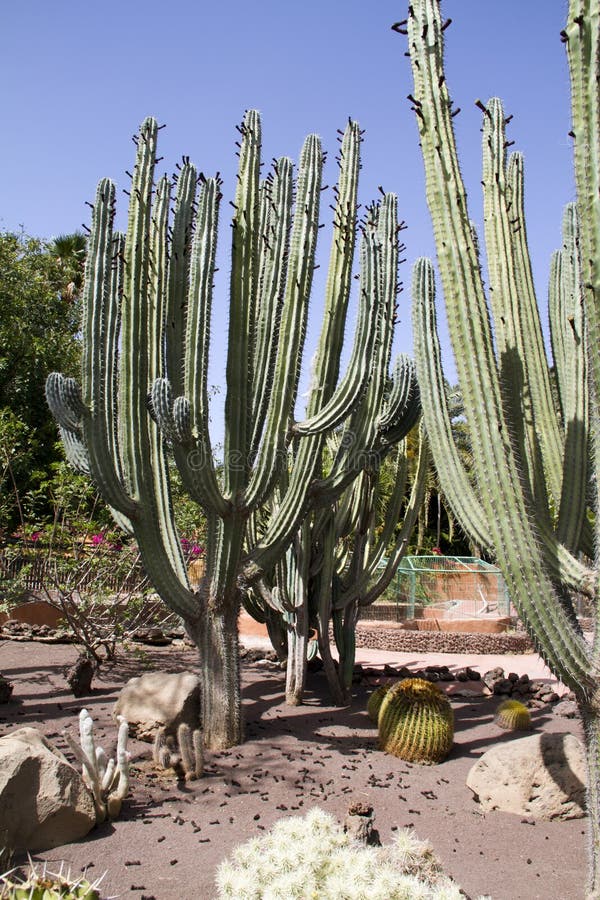 Cactus needles stock photo. Image of spines, clusters - 21169890