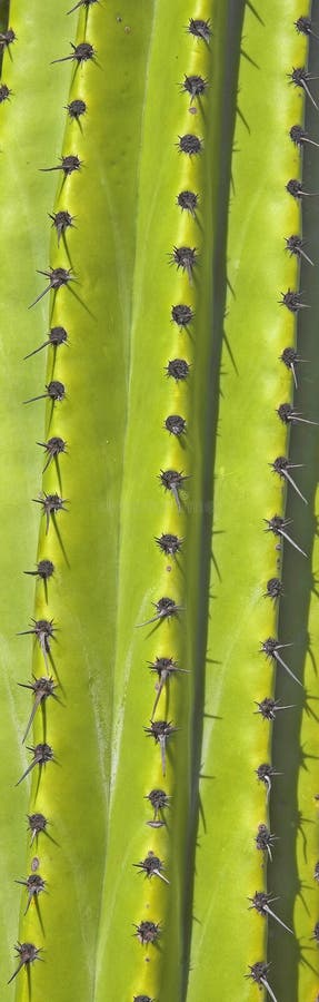 Spiky Cactus stock image. Image of pattern, succulent, vegetation - 118123