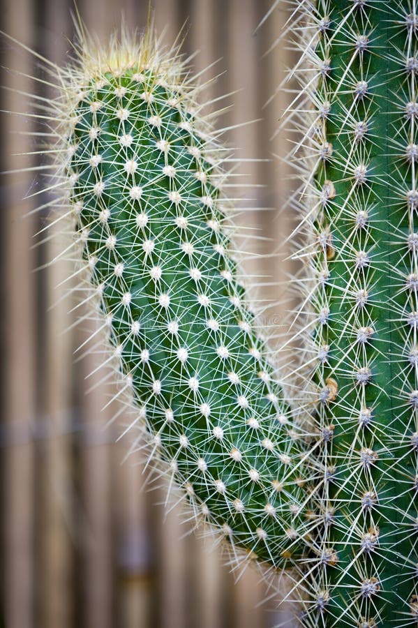 Large organ pipe cactus stock image. Image of close, euphorbia - 4100917