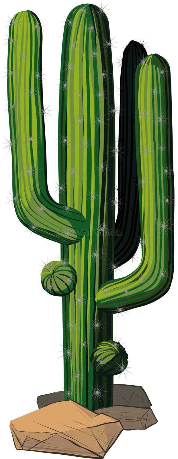 Texas Cactus Stock Illustrations – 6,633 Texas Cactus Stock ...