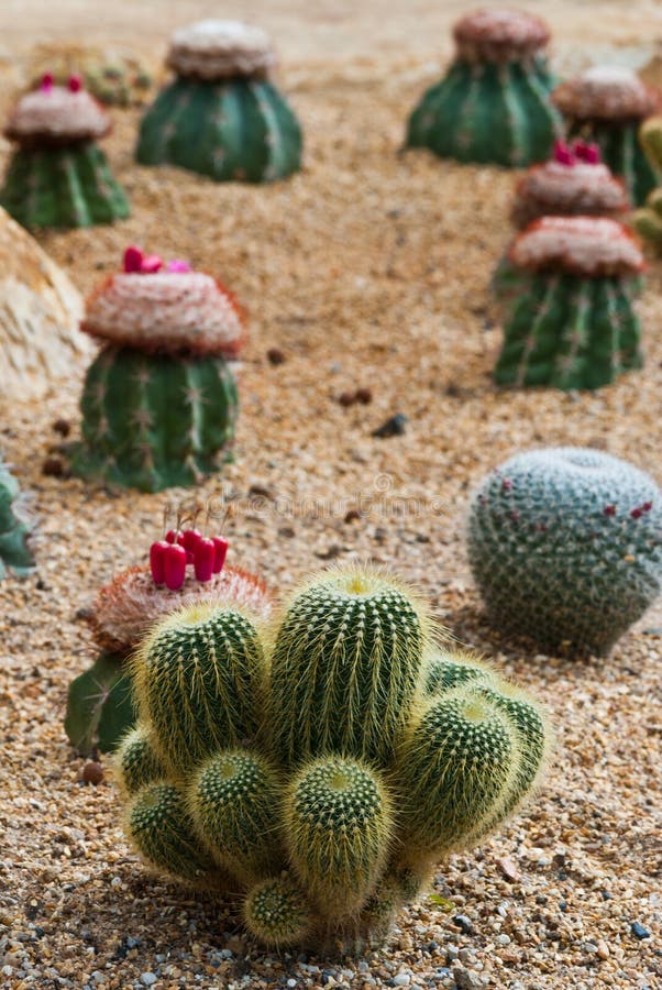 Cactus stock image. Image of foliage, crop, seedling - 26545923