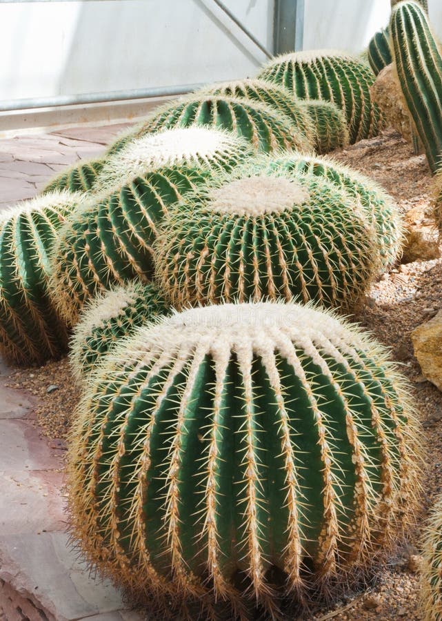 Cactus stock image. Image of crop, farming, leaves, cultivate - 26546155