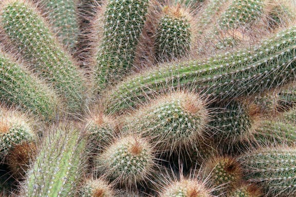 Cactus stock photo. Image of spikes, points, nature, fuzzy - 26844384