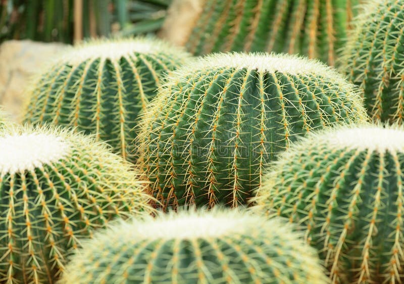 Cactus stock photo. Image of detail, grow, cactaceous - 27316988