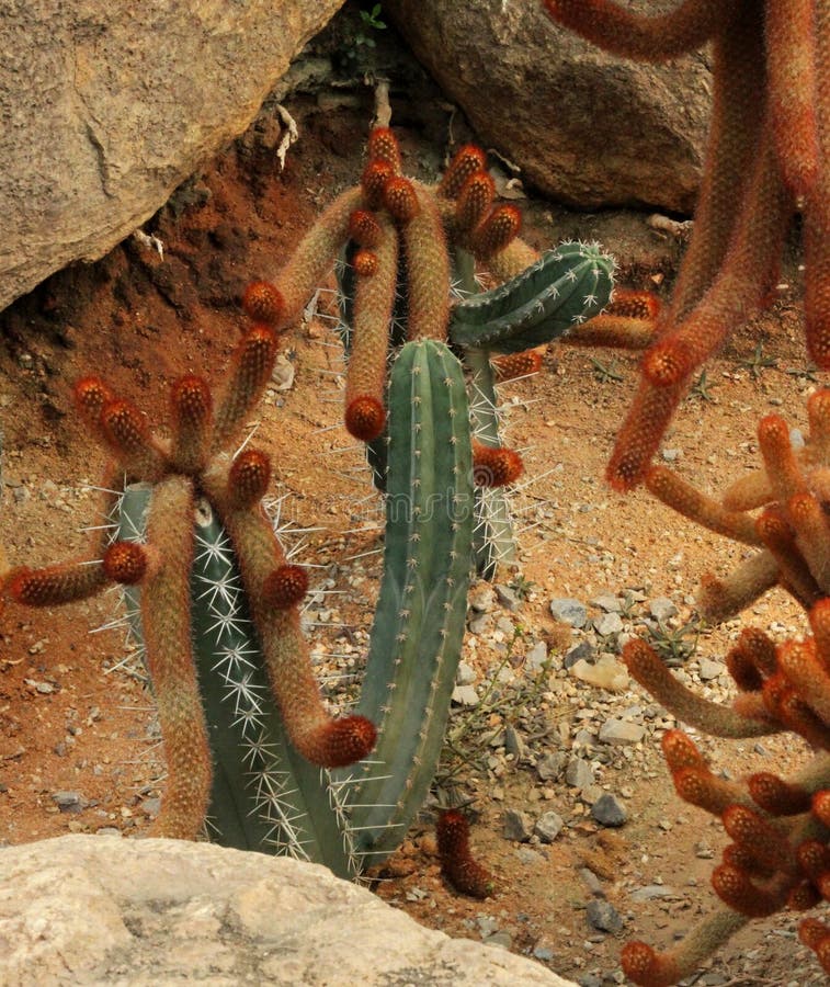 Cactus stock photo. Image of succulent, danger, cactaceous - 28458690