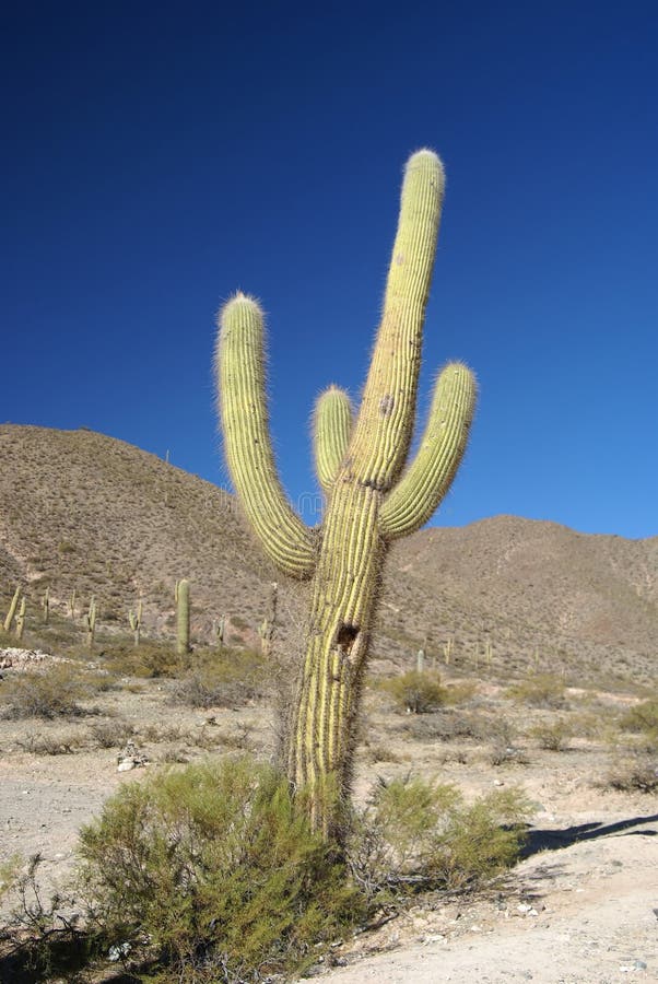 Cactus stock image. Image of south, america, nature, cardon - 3386819