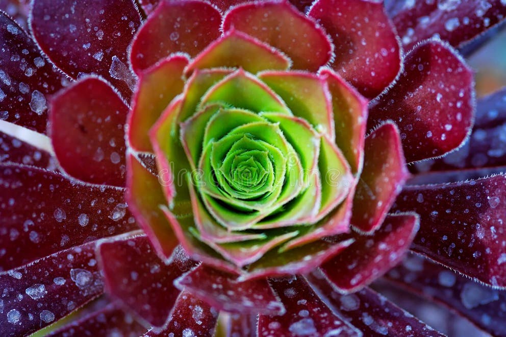 Cactus stock photo. Image of drop, cacti, radial, succulent - 3459736
