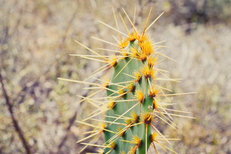 Plantas Reales Del Cactus Fijadas Con El Piso Blanco De Las Rocas En El ...