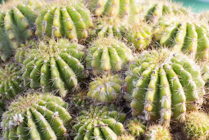Cactus stock photo. Image of living, healthy, cacti, detail - 37849602