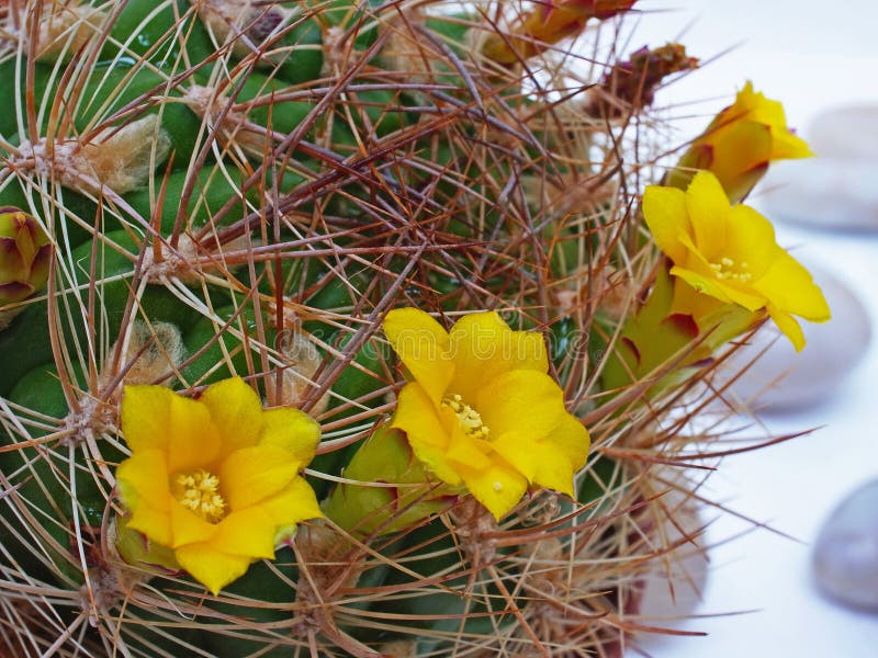 Cactus tubular imagen de archivo. Imagen de verdoso, ornamental - 55776823
