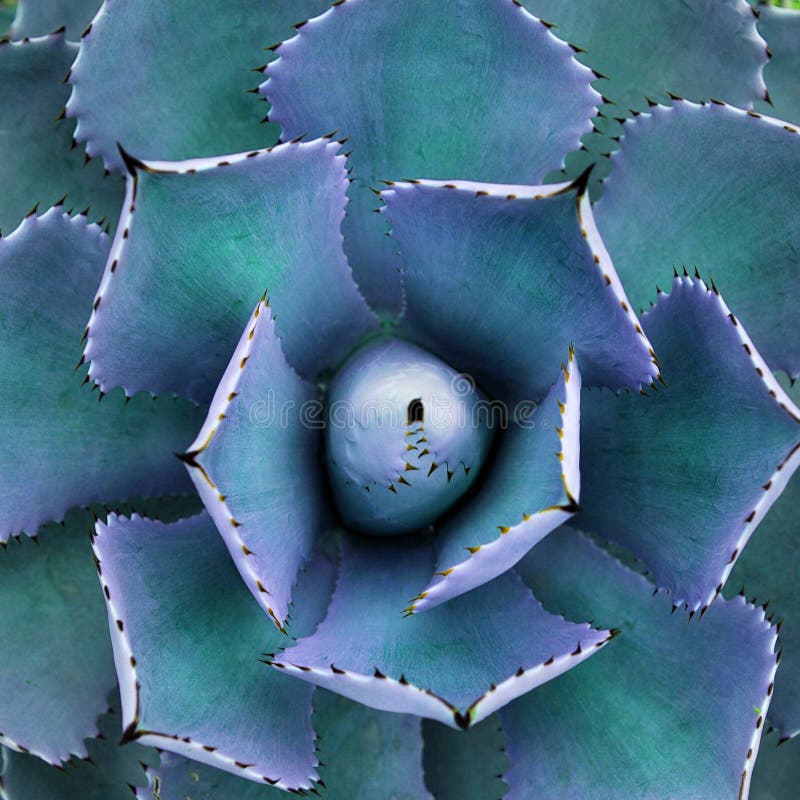 Circle Pattern Center of a Succulent Cactus Stock Photo - Image of ...