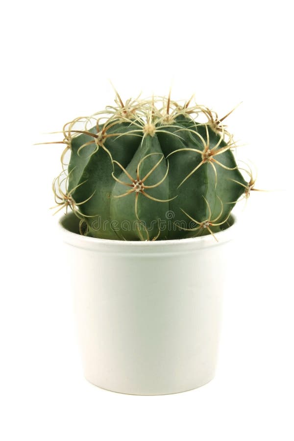 Cactus Picture. Image: 5650908