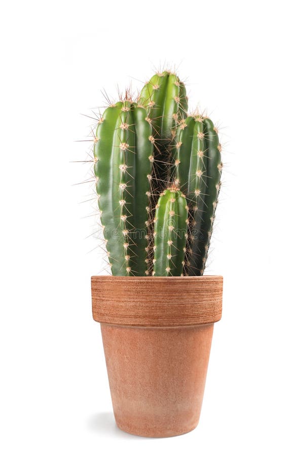 4,000+ Cactus Free Stock Photos - StockFreeImages
