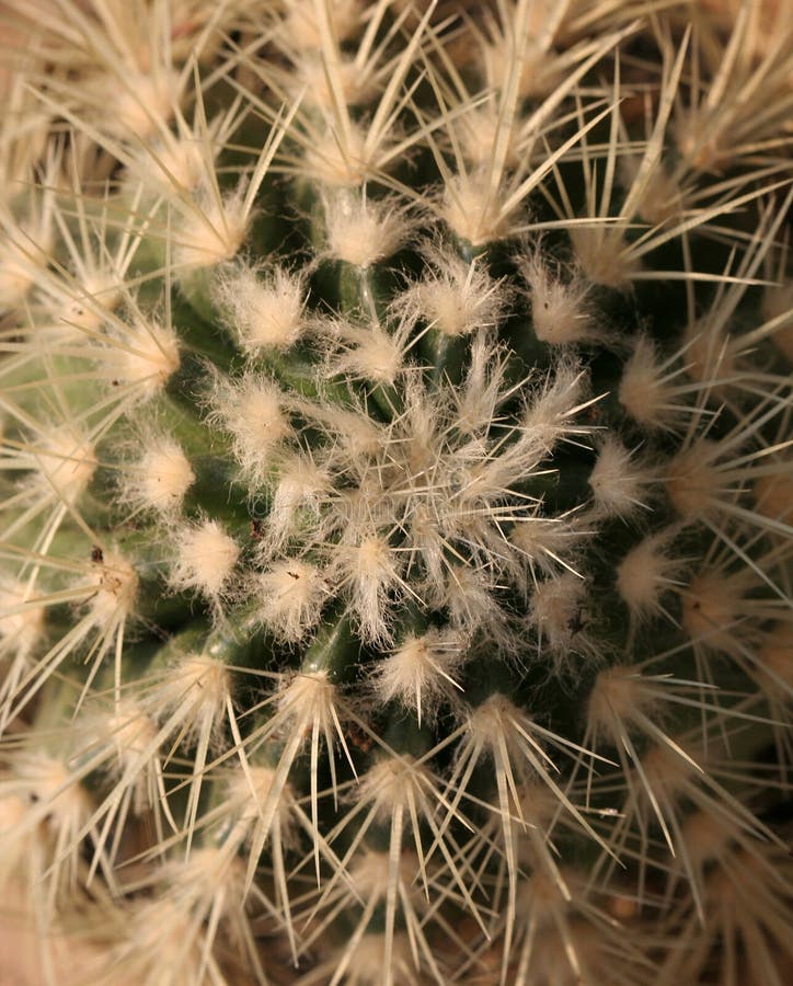 Cactus stock photo. Image of background, circle, plant - 661782